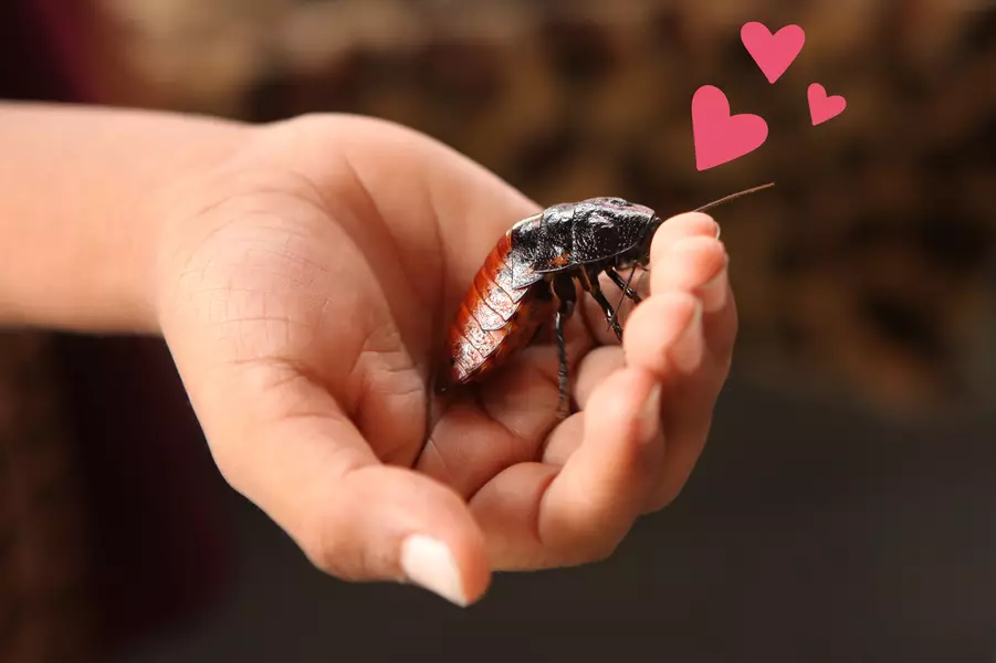 Noem een kakkerlak naar je valentijn in de Bronx Zoo