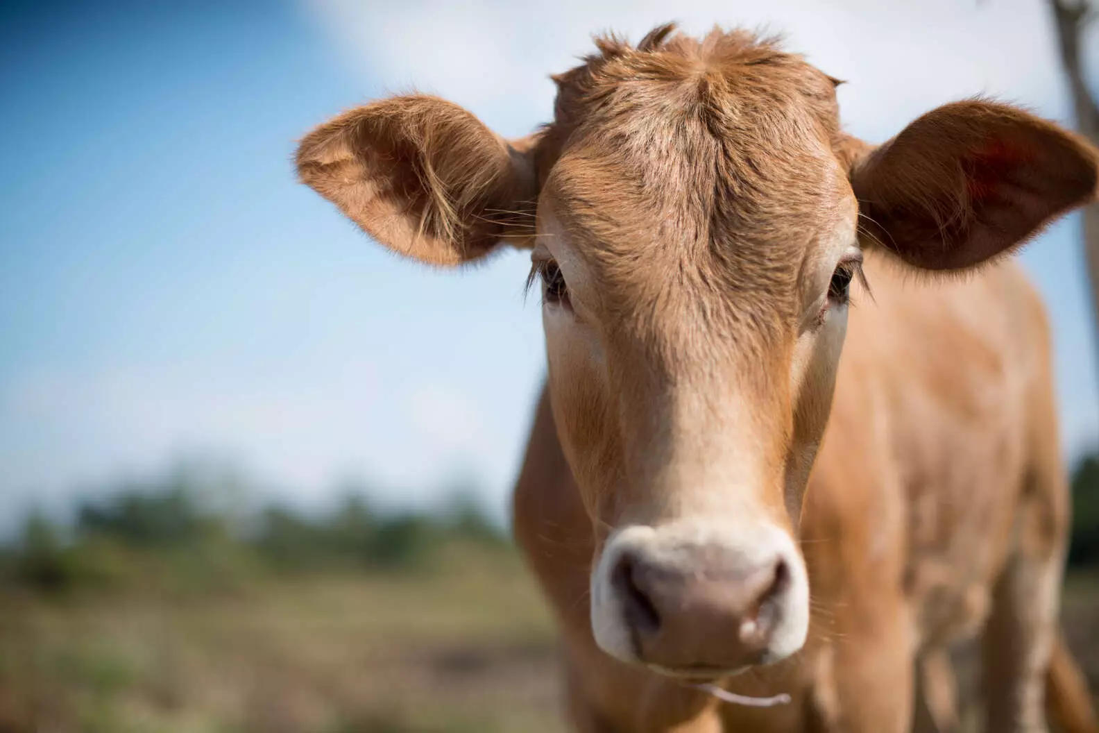 Cow Rides sur la banquette arrière d'un McDonald's Drive-Thru dans le Wisconsin 13274_1