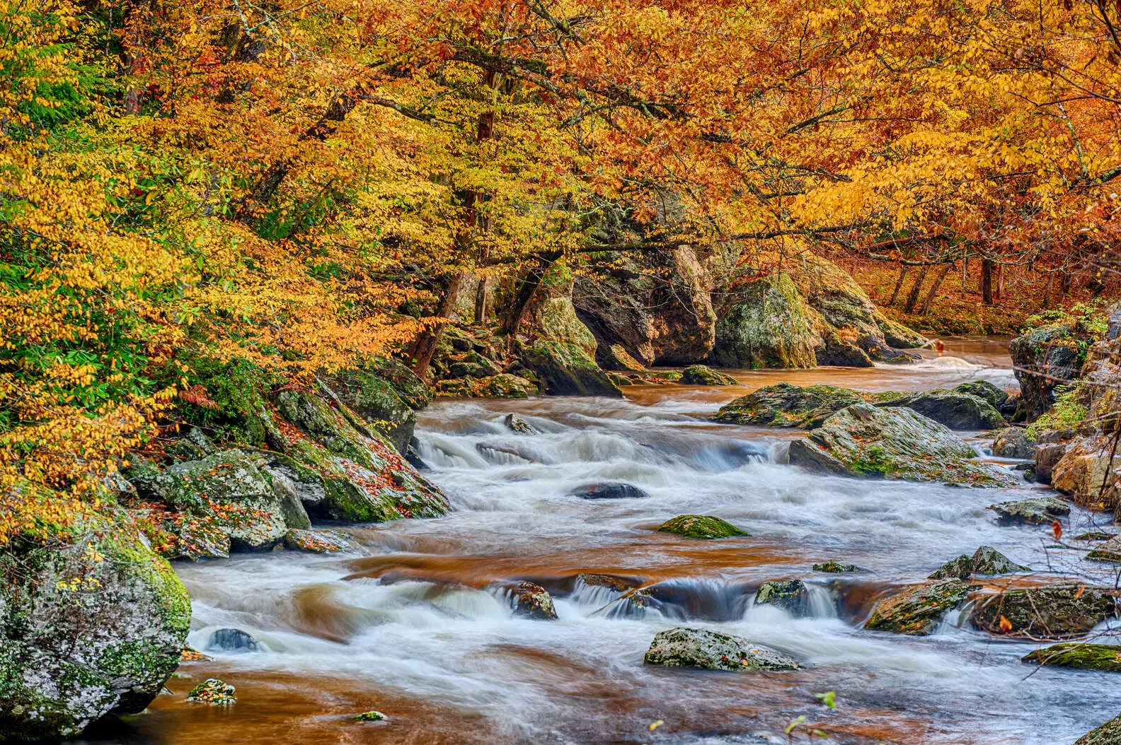 Tennessee တွင်လည်ပတ်ရန်အကောင်းဆုံးနေရာများ- ရှုခင်းသာနှင့်လှပသောနေ့စဉ်ခရီးစဉ်စိတ်ကူးများ 166_7