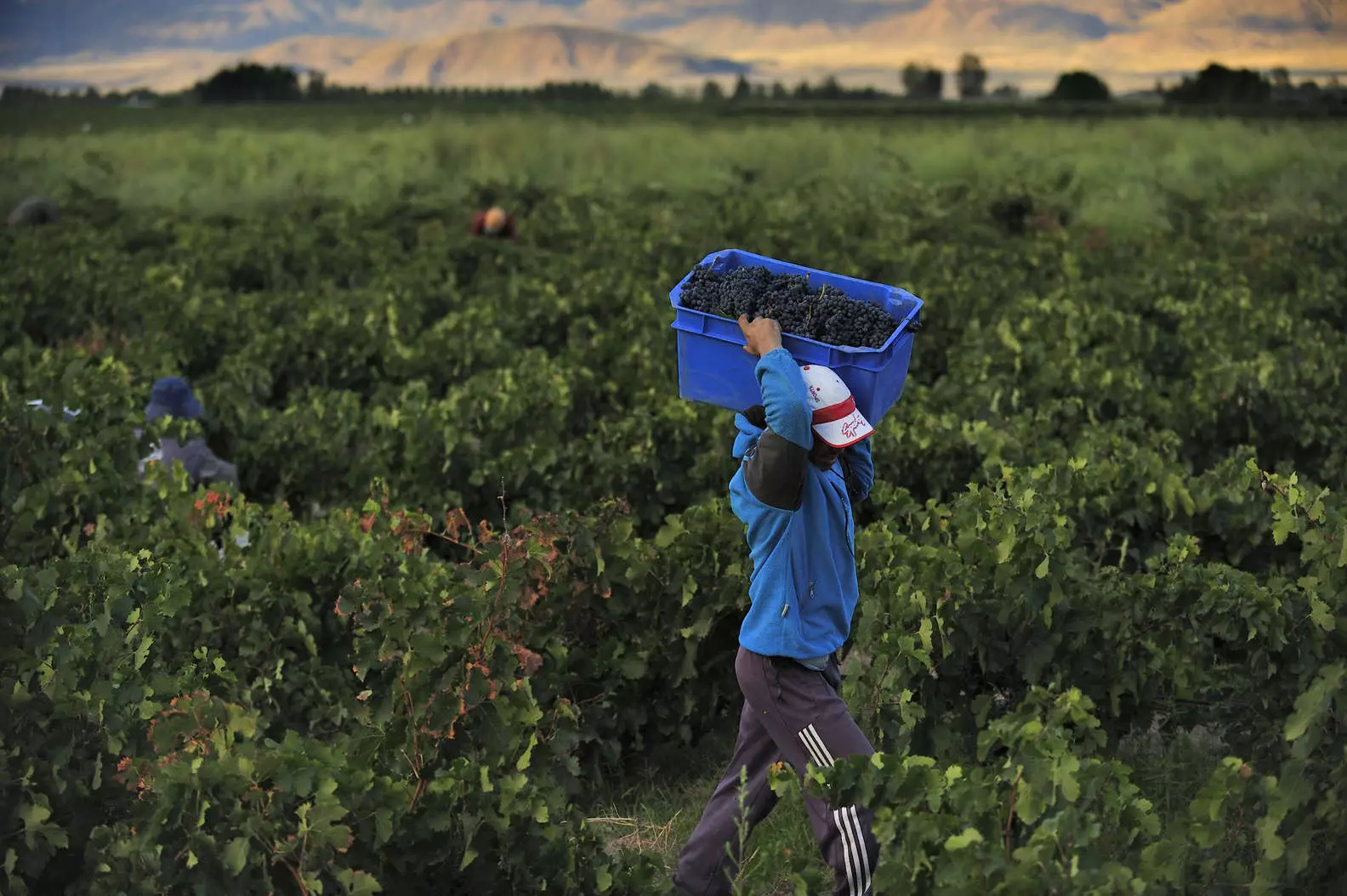 Malbec ဝိုင်- စပျစ်သီးနှင့် အာဂျင်တီးနားဝိုင်နီများအကြောင်း အေးမြသောအချက်များ 18621_3