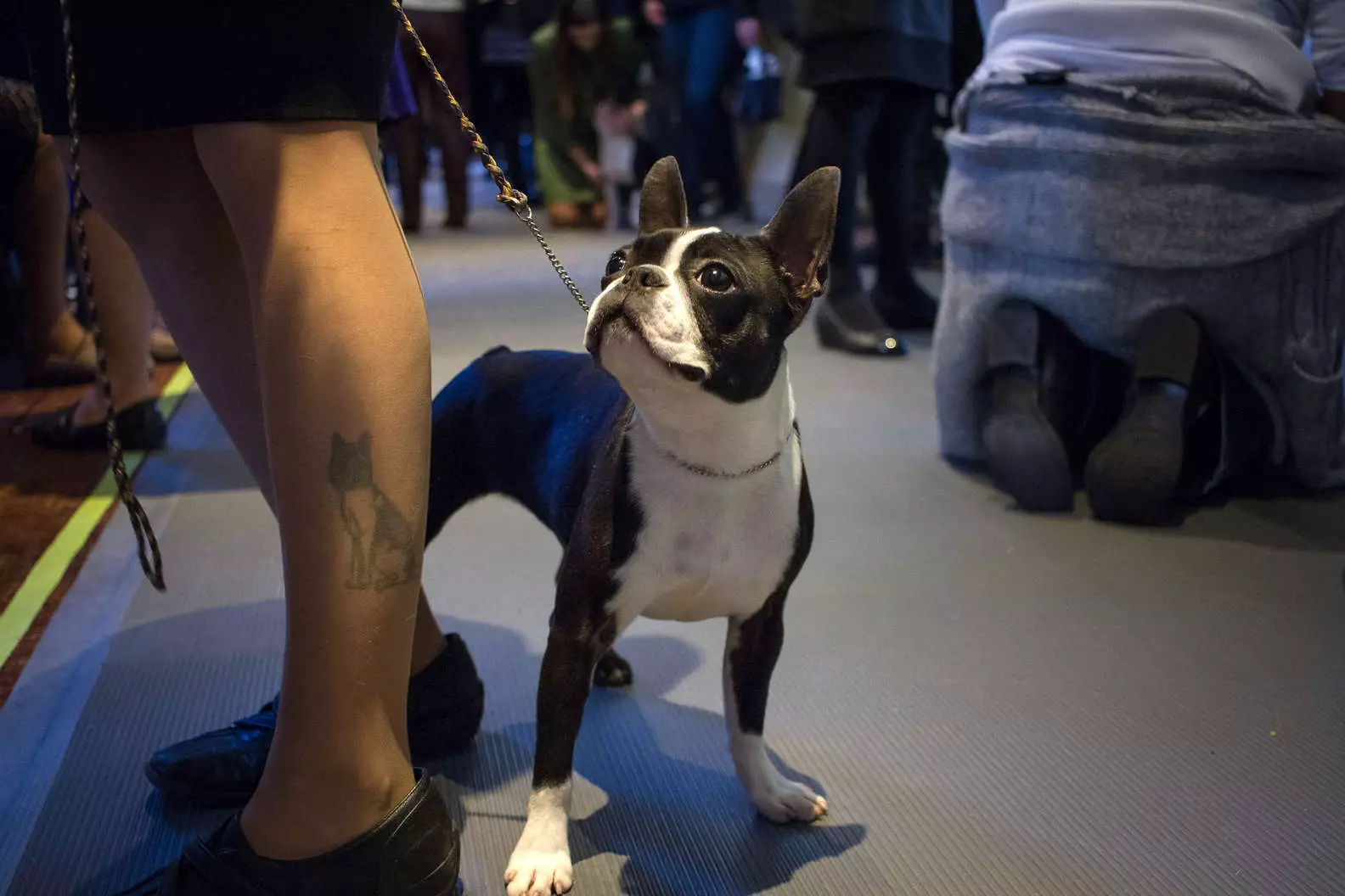 Entre bastidors de l'exposició canina de Westminster 21067_2