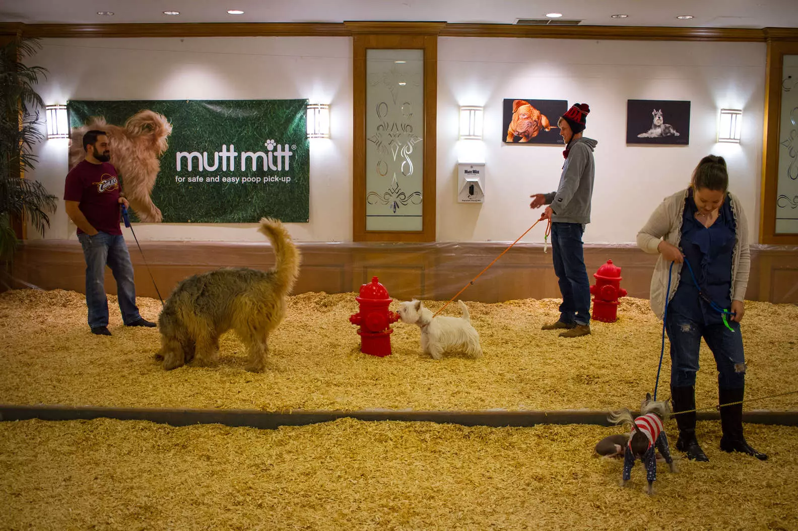 Entre bastidors de l'exposició canina de Westminster 21067_4