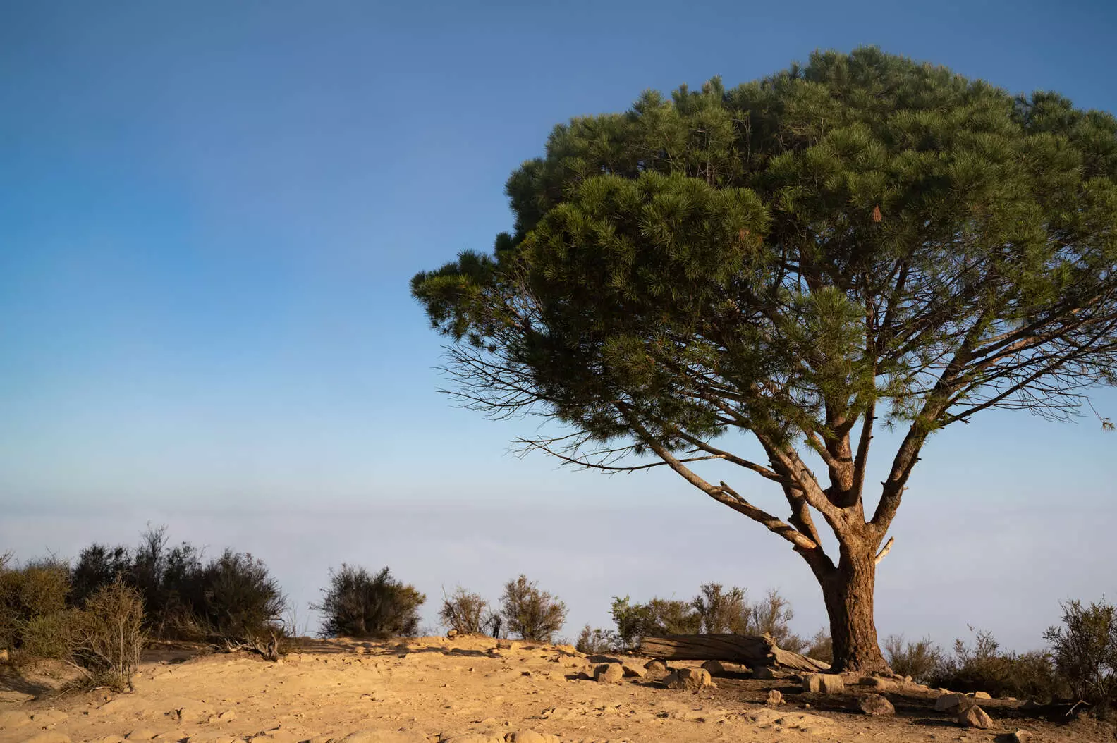 हलिउड साइन नजिकैको उत्कृष्ट LA हाइकहरू: क्लोज-अप दृश्यका लागि 7 ट्रेलहरू 2574_5