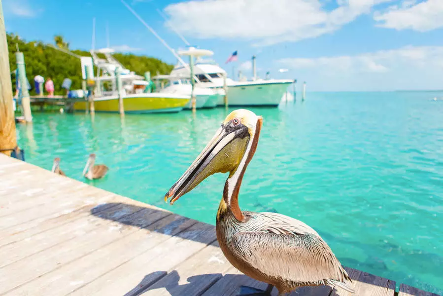 Bêste deireizen út Miami, Súd-Florida en de Keys