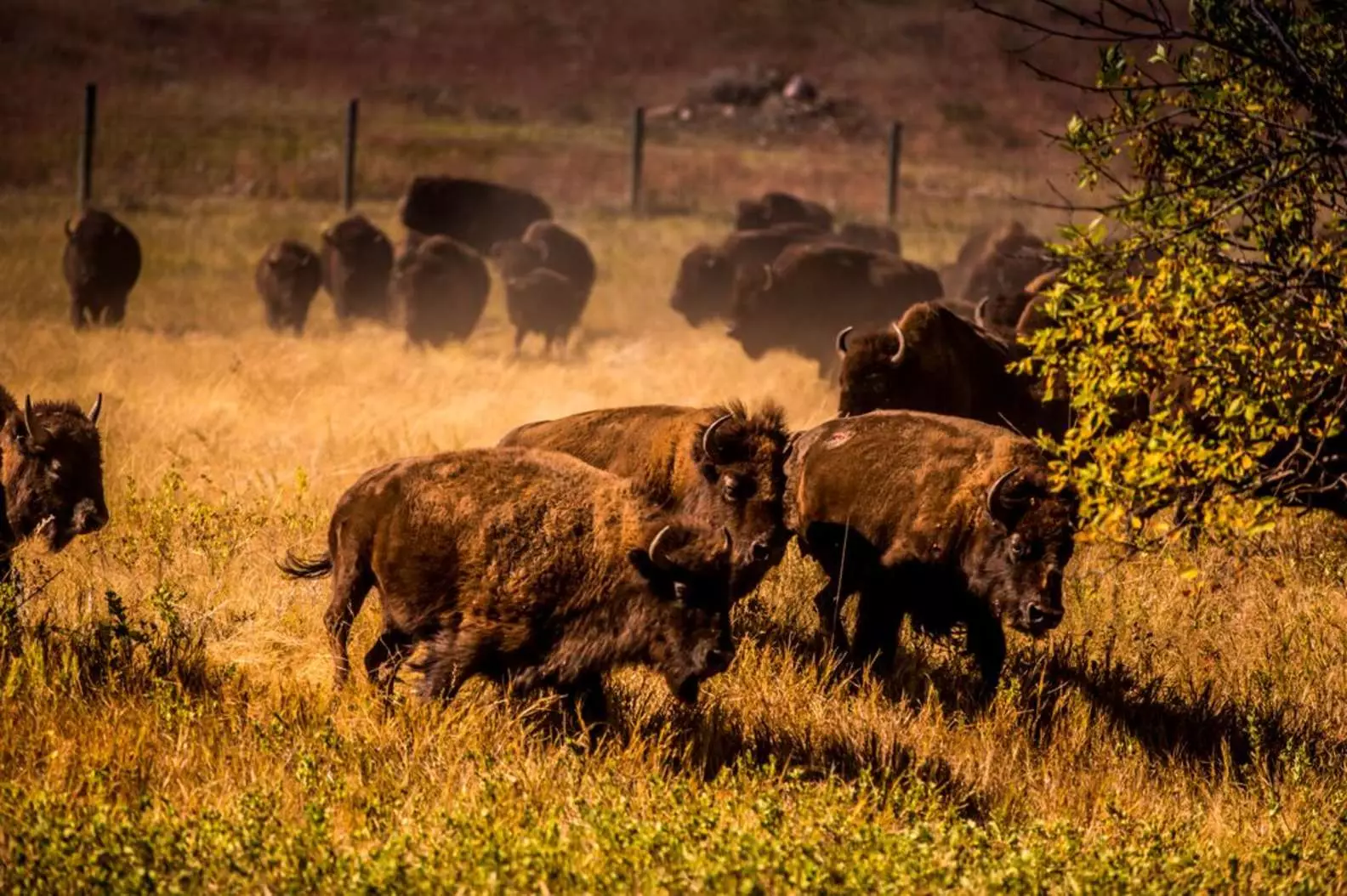 Por qué Dakota del Sur es el estado más subestimado de Estados Unidos: Badlands, Mount Rushmore, Sioux Falls 2731_5