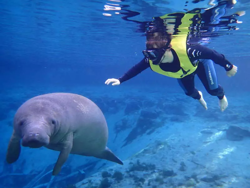 ෆ්ලොරිඩාවේ Citrus County හි Manatees සමඟ පිහිනන්නේ කෙසේද සහ කොහේද