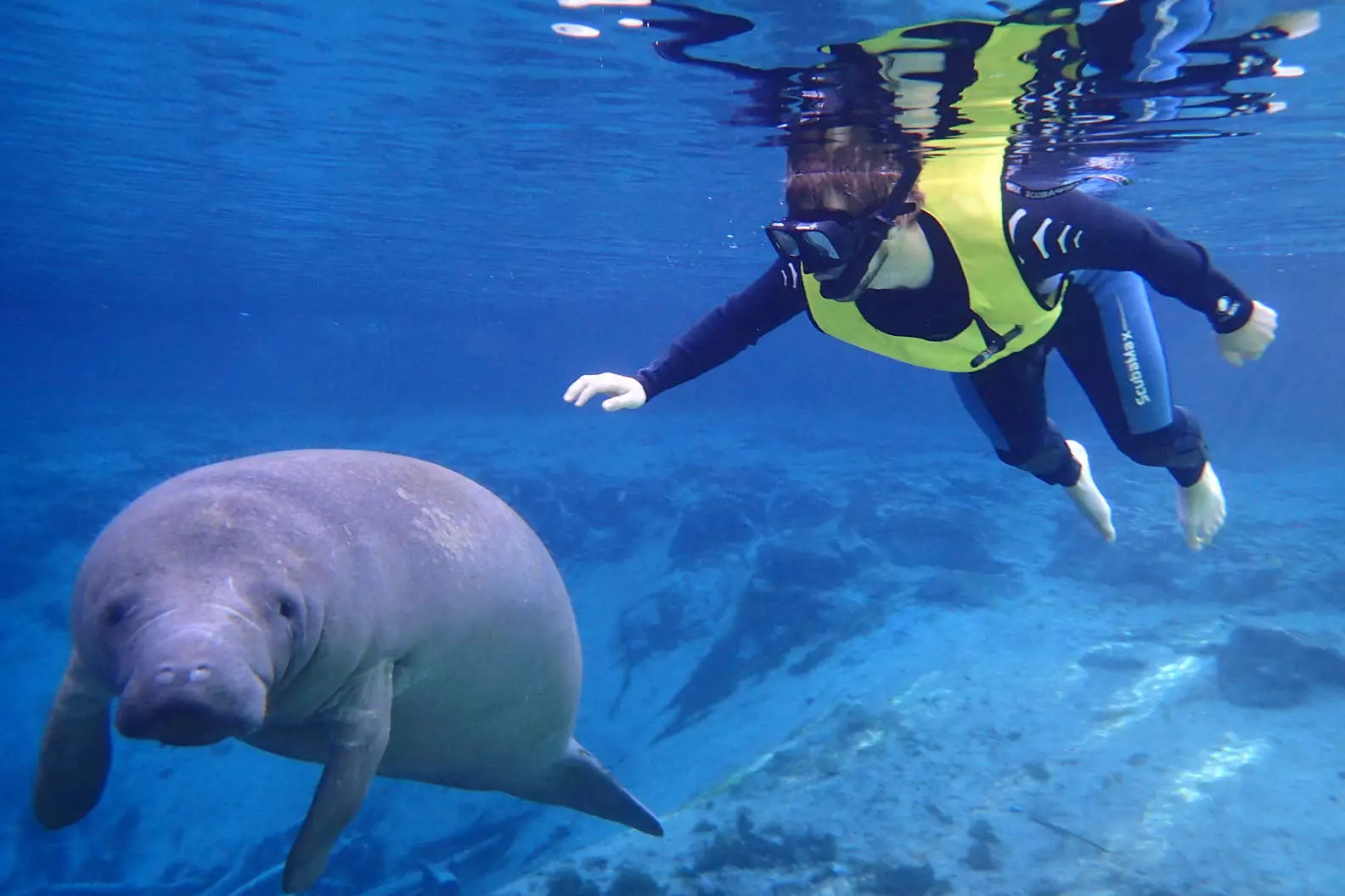 Πώς και πού να κολυμπήσετε με Manatees στην κομητεία Citrus της Φλόριντα 2735_1