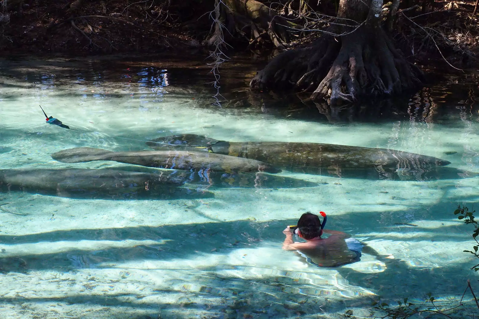 Mokhoa oa ho Sesa le Ho Sesa le Manatees Seterekeng sa Citrus, Florida 2735_2