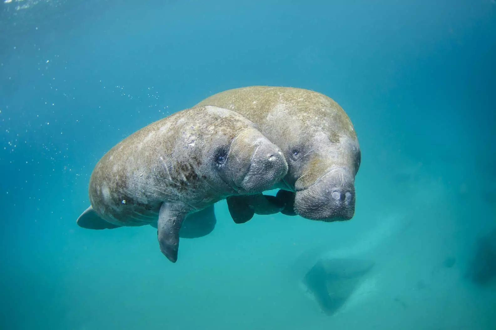 Mokhoa oa ho Sesa le Ho Sesa le Manatees Seterekeng sa Citrus, Florida 2735_3