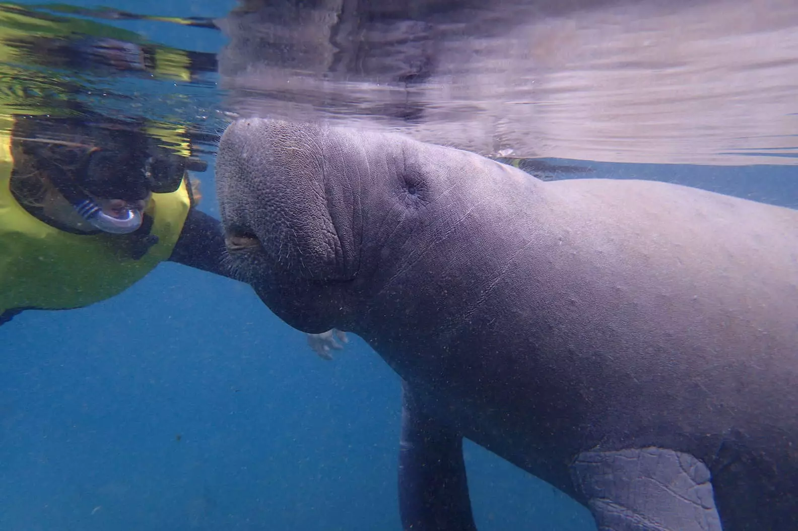 Wéi a Wou schwammen mat Manatees zu Citrus County, Florida 2735_4