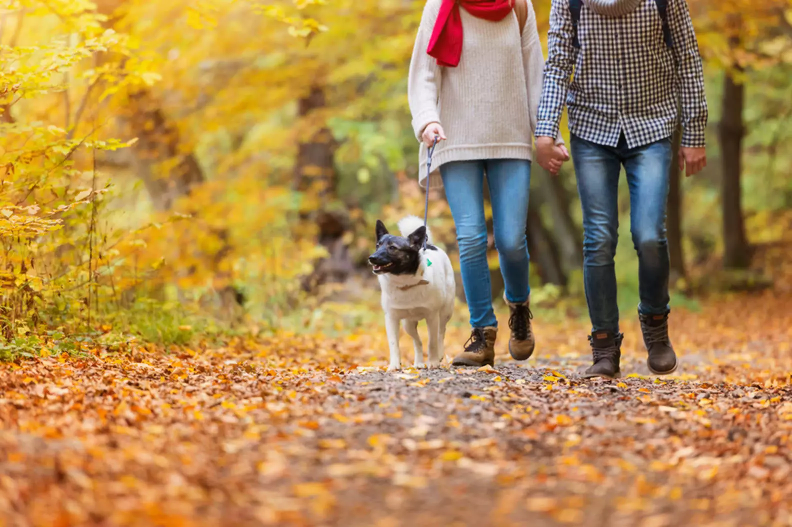 Propriétaires de chiens de rencontre : conseils et règles à suivre 27796_3