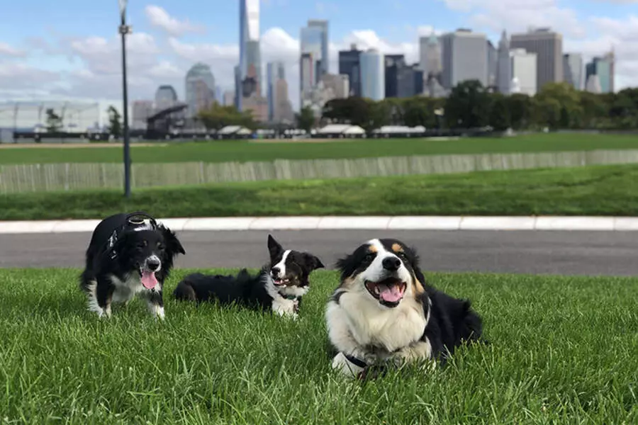 Honden zijn deze winter toegestaan op het Governors Island van NYC