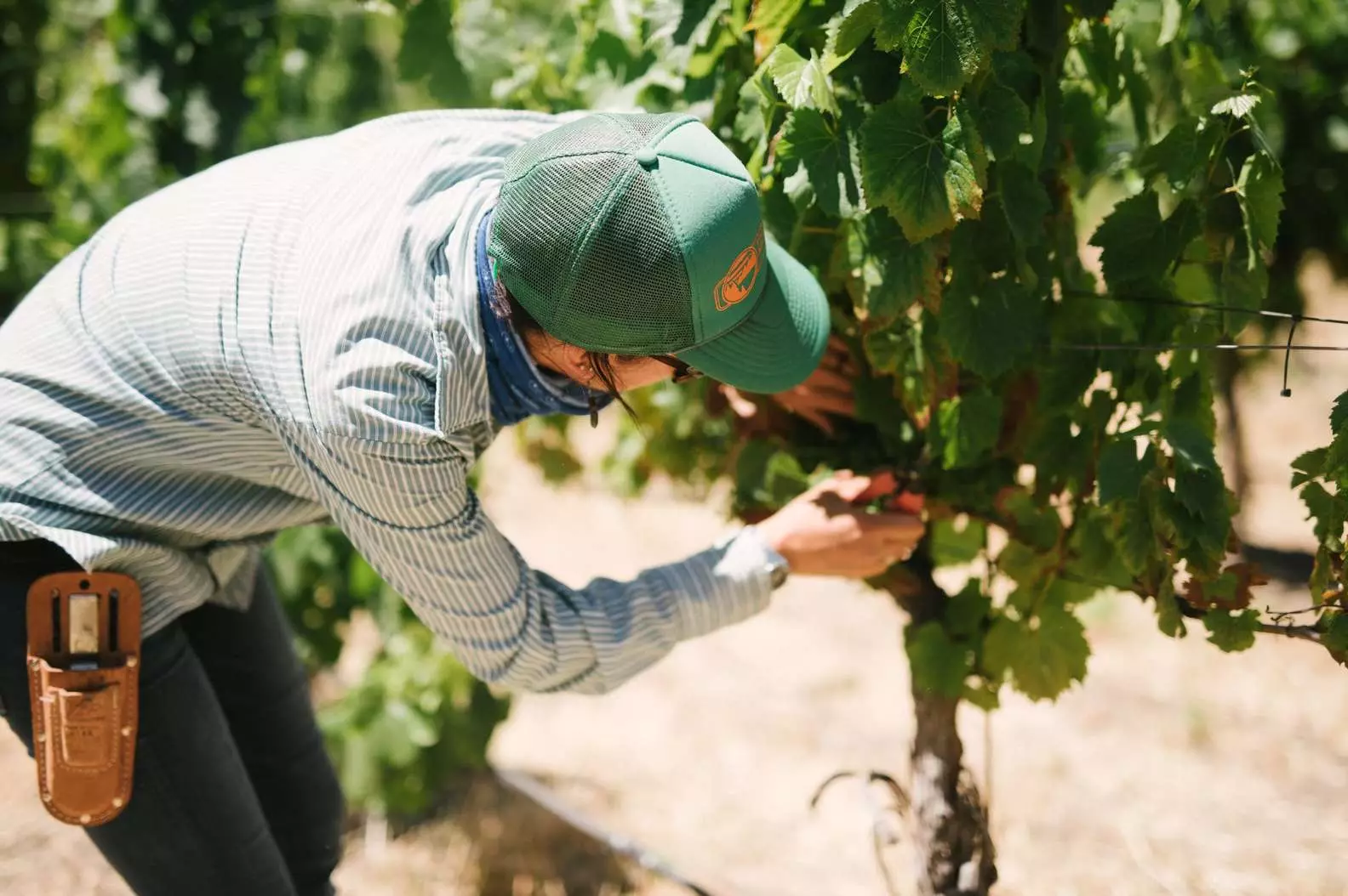 Paso Robles-ի լավագույն գինեգործարաններն ու խաղողի այգիները հենց հիմա խմելու համար 3358_4