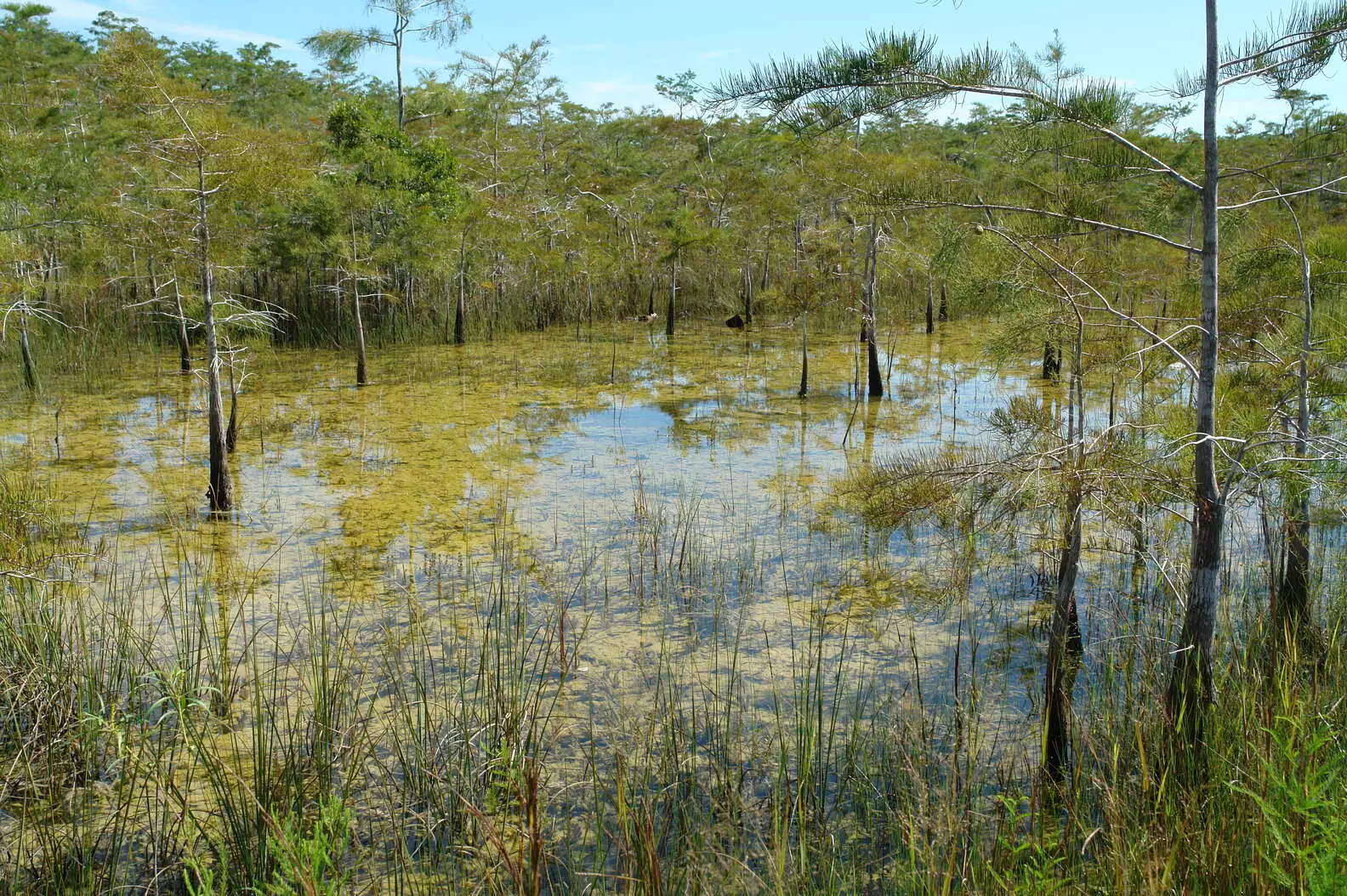 Nzvimbo Dzakanakisa dzekushanya muFlorida: Scenic & Rakanaka Zuva Rerwendo Mazano 357_12