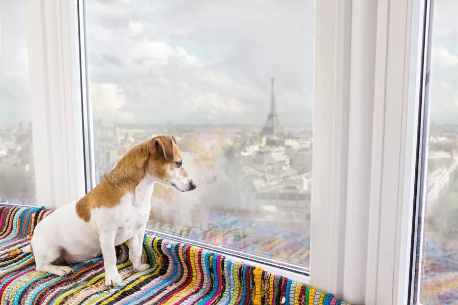 Pet Friendly हॉटेल्सचे पुनरावलोकन करण्यासाठी Hotels.com ने डॉग क्रिटिकचा शोध सुरू केला