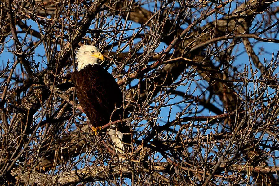 Bald Eagle Sighting di NYC Central Park Januari 2022