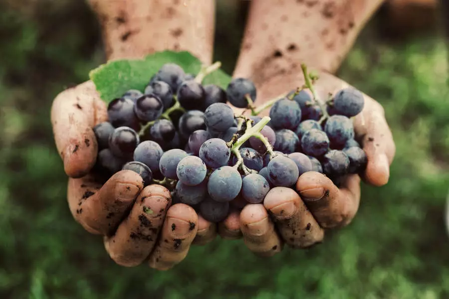 Hvad er naturlig vin? Alt at vide om naturvin, forklaret