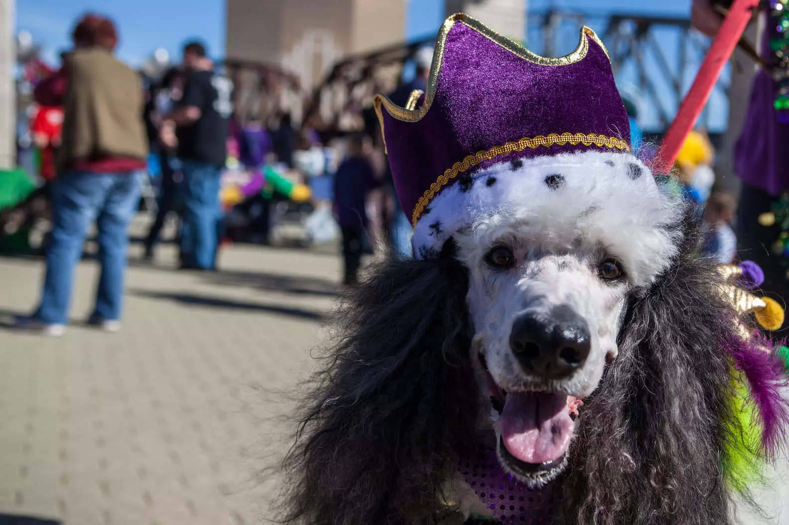 New Orleans Mardi Gras Bucket სია 4183_9