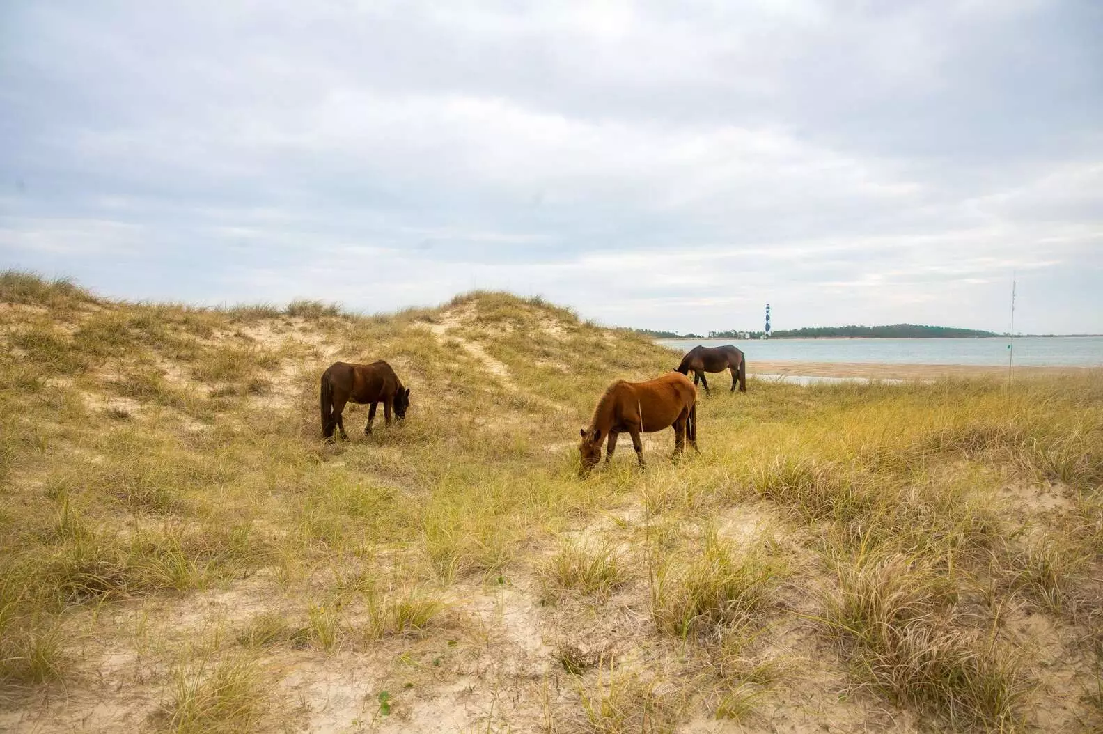 Els llocs més bonics de Carolina del Nord: idees panoràmiques per a viatges per carretera 4184_16