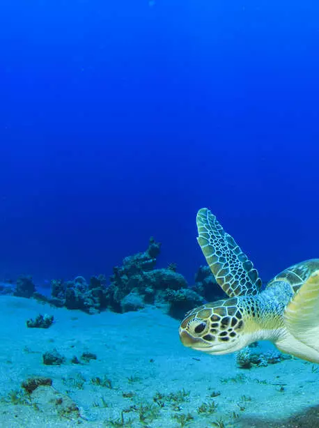 Perkara yang Boleh Dilakukan di Pulau Sanibel: Tempat Makan, Tempat Teroka & Banyak Lagi 4235_2