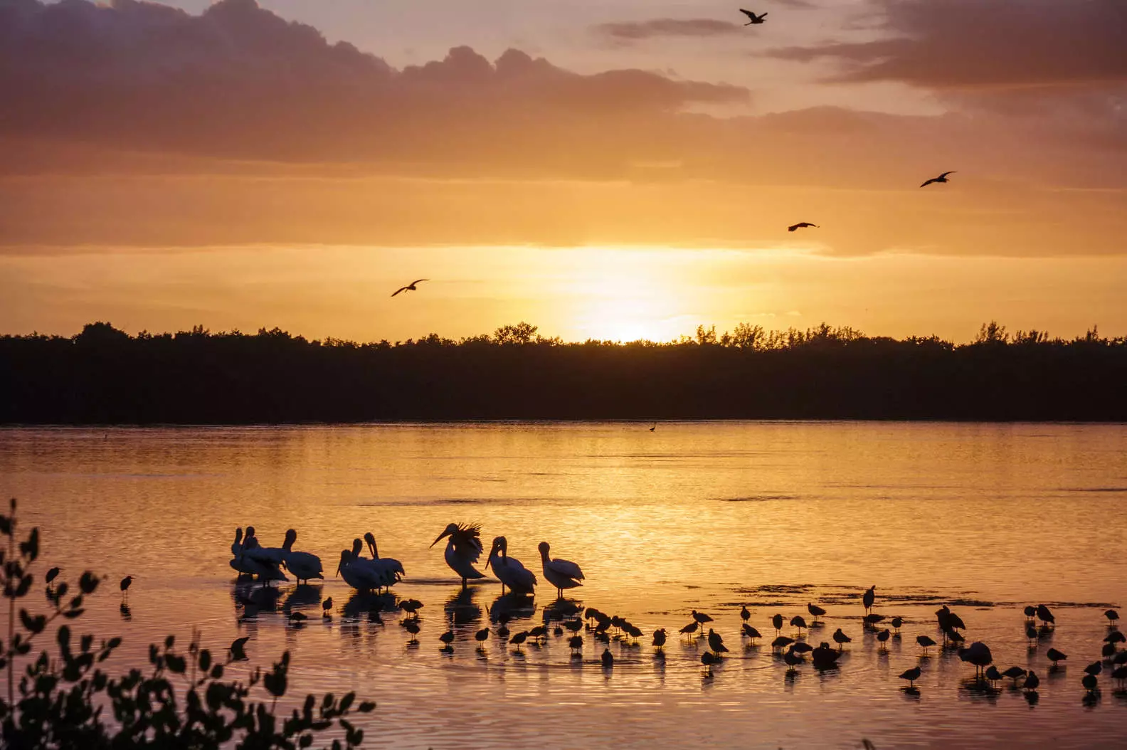 Perkara yang Boleh Dilakukan di Pulau Sanibel: Tempat Makan, Tempat Teroka & Banyak Lagi 4235_4