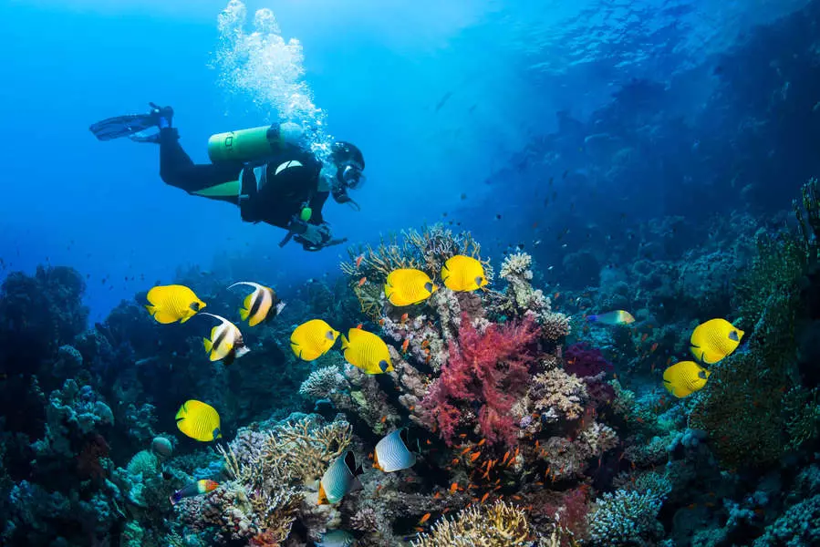 Yadda ake Samun Takaddun Ruwan Ruwa na Scuba: Duk abin da kuke Bukatar Sanin