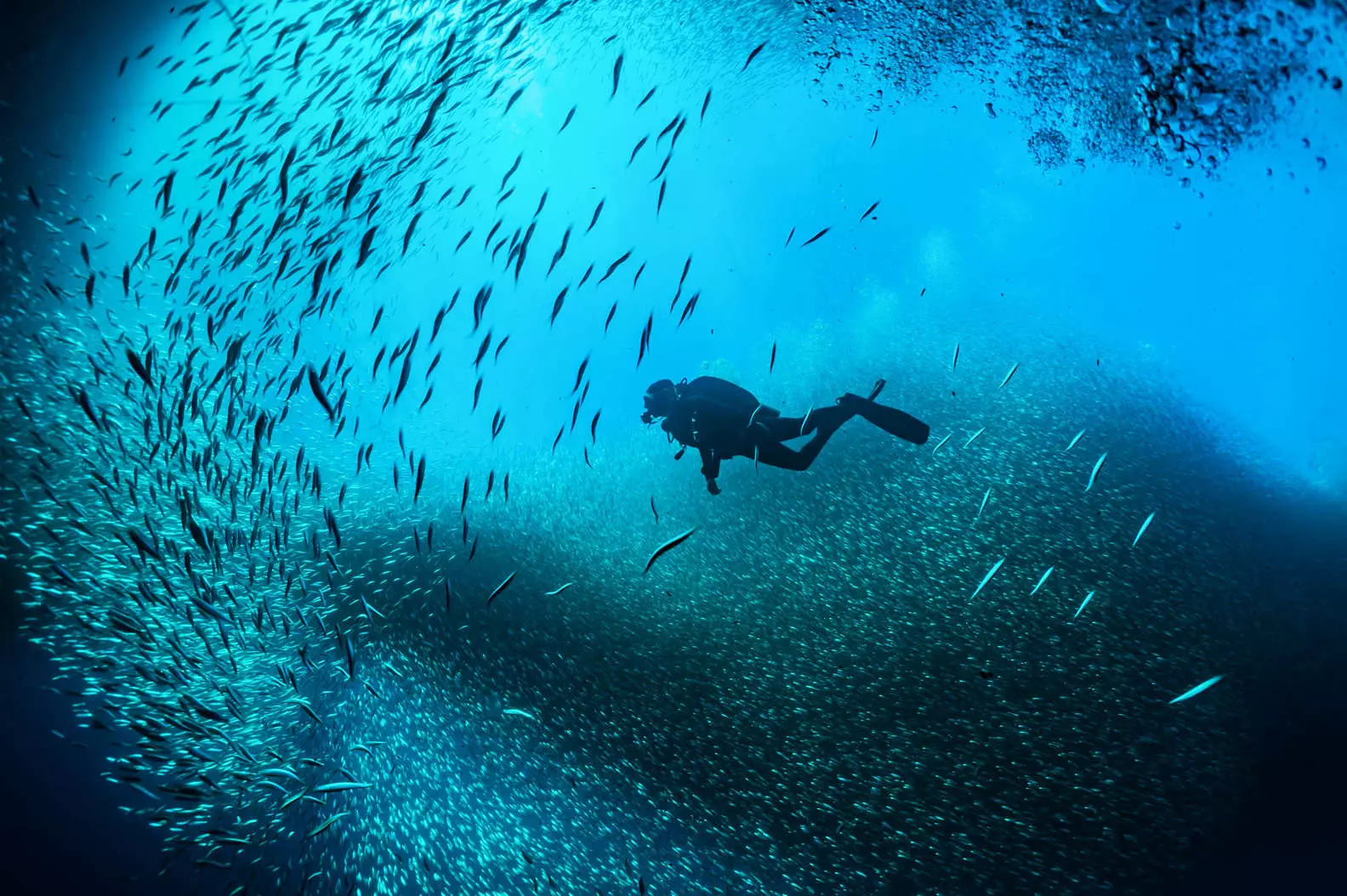 Cara Entuk Sertifikasi Nyilem Scuba: Kabeh Sampeyan Kudu Ngerti 4254_1