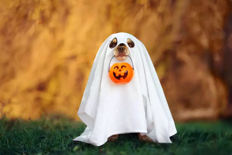 Cane in un costume da fantasma che tiene una zucca in bocca