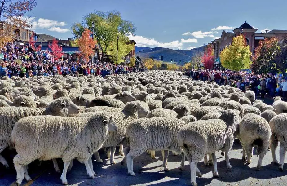 Idaho ştatynyň Goýun festiwalynyň yzy we Uly goýun parady