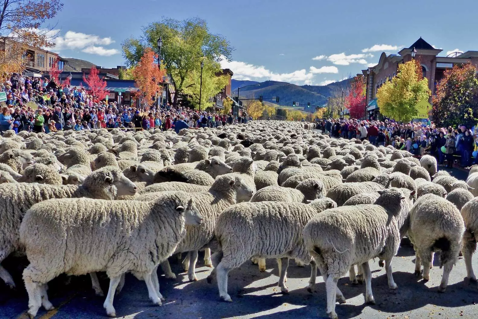 Idaho's Trailing of the Sheep Festival & Big Sheep Parade 4777_1