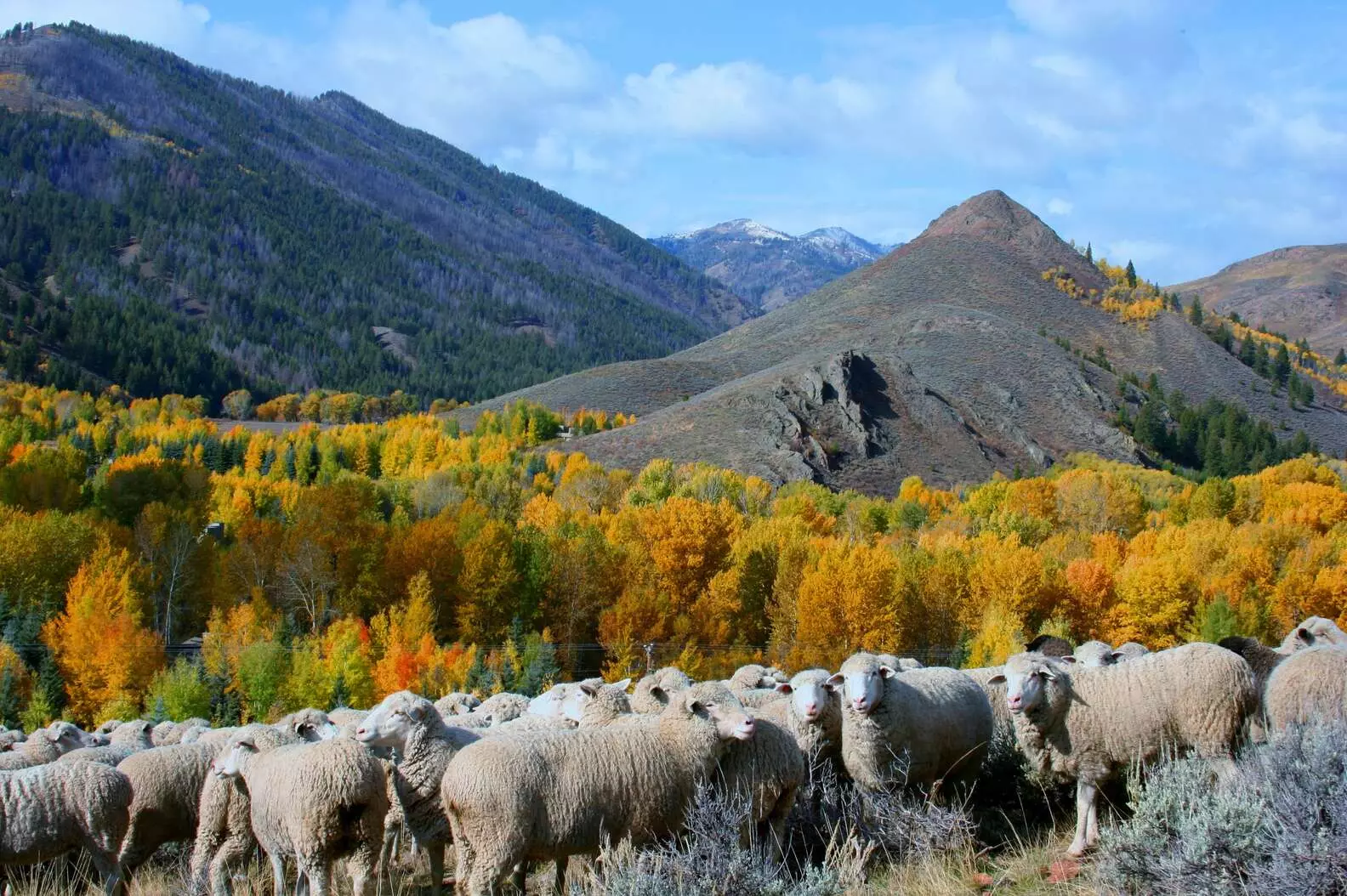 Idaho's Trailing of the Sheep Festival & Big Sheep Parade 4777_3