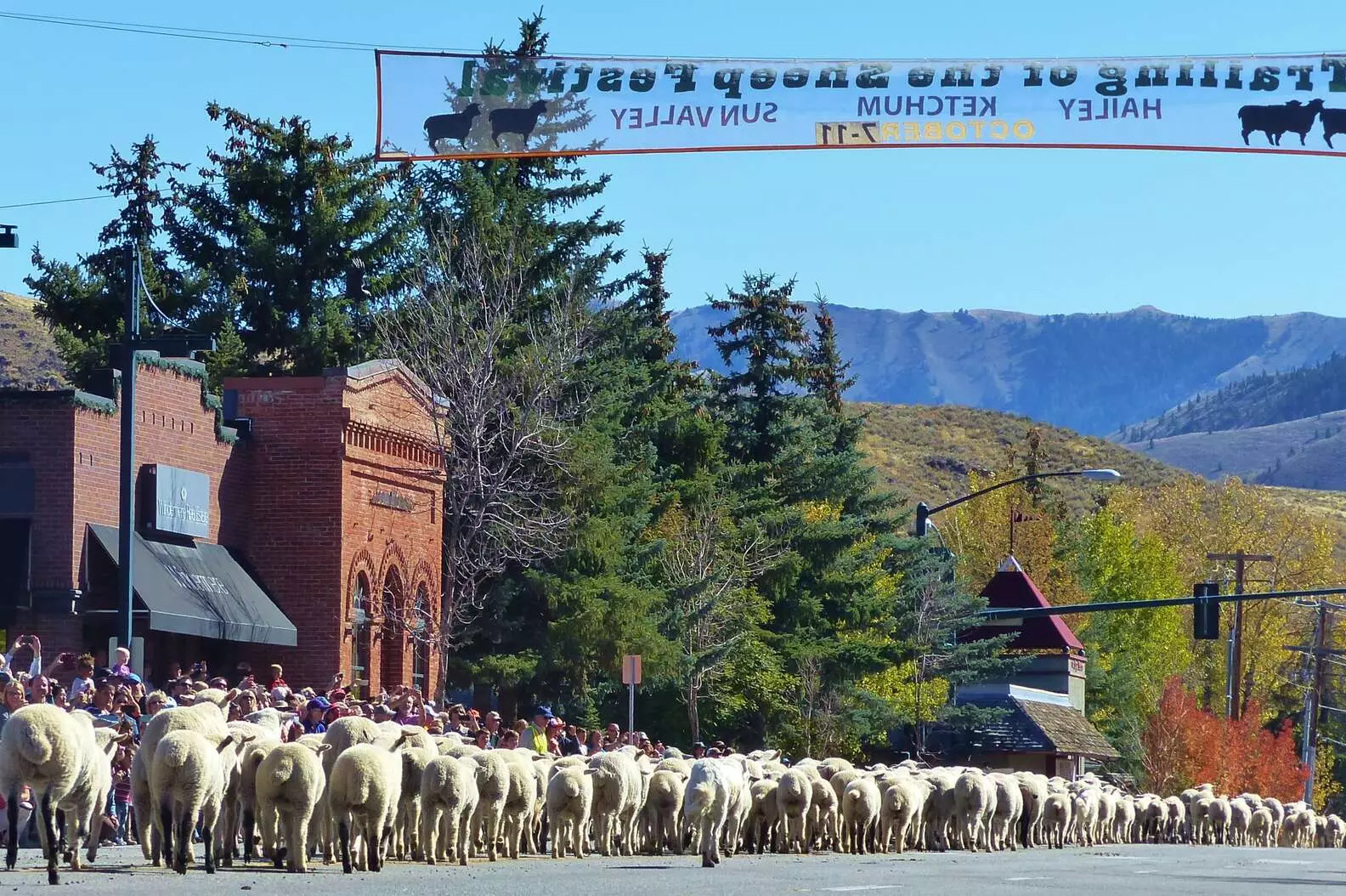 Idaho's Trailing of the Sheep Festival & Big Sheep Parade 4777_5