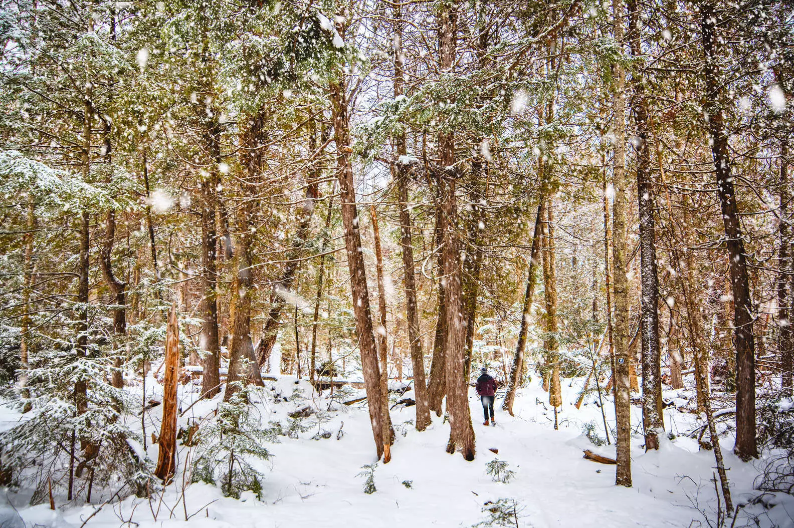 Paggalugad sa Northwest Wisconsin: Ice Caves, Snowy Trails, at Higit Pa 4786_5