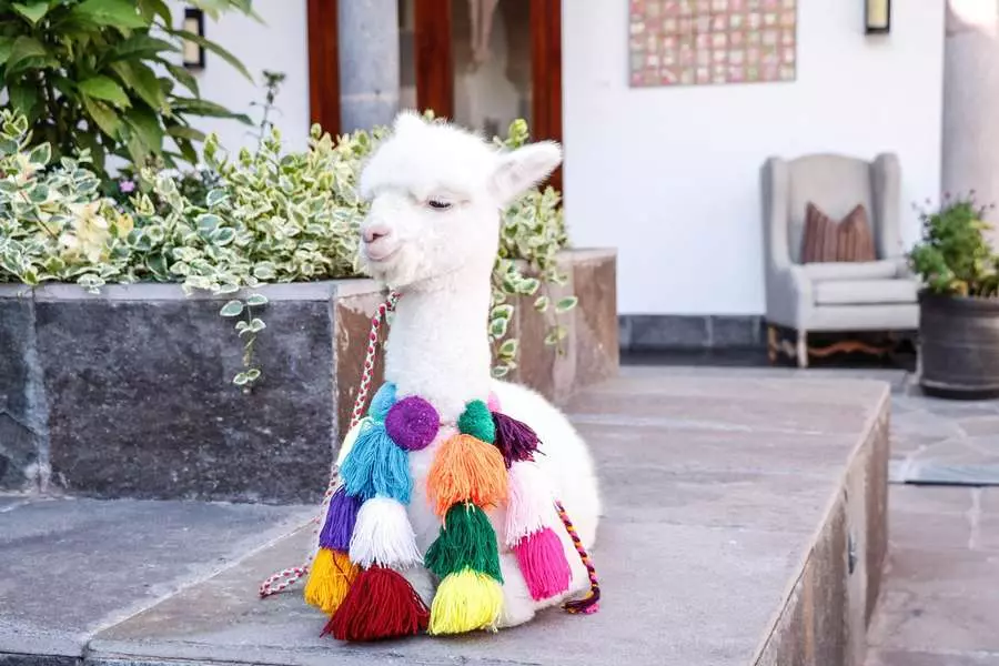 Una alpaca del Perú farà front als éssers estimats per Sant Valentí 2019