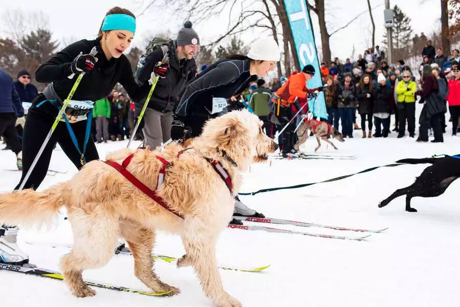 Minnesota'nın Büyük Kuzey Festivali En İyi Kış Kutlamasıdır