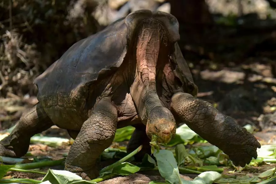 'Diego the Tortoise' går på pension efter at have reddet arter på Galapagos