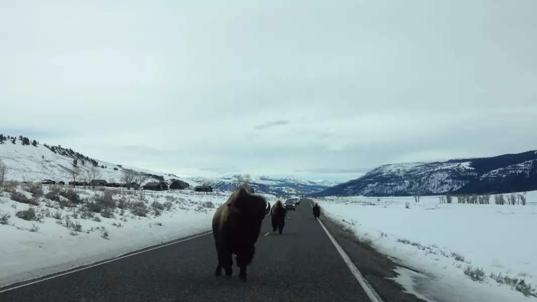 Buffalo törmää pysäköityyn maastoautoon lähellä Yellowstonen kansallispuistoa