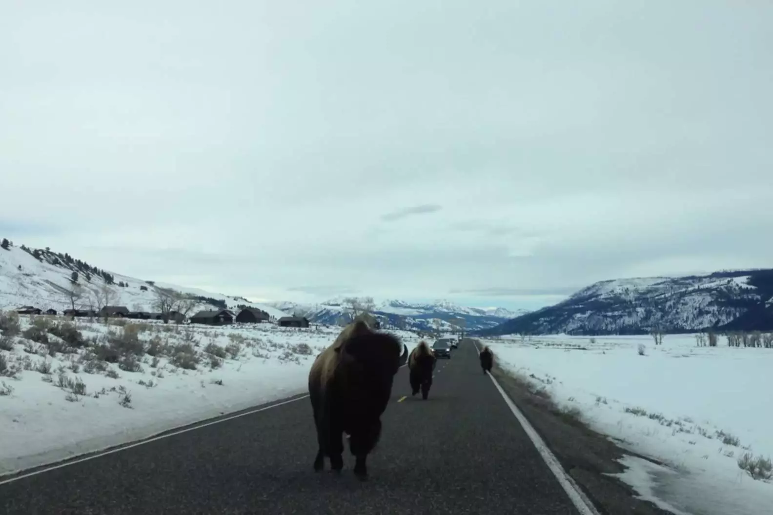 A Buffalo egy parkoló SUV-ba csapódik be a Yellowstone Nemzeti Park közelében 4877_2