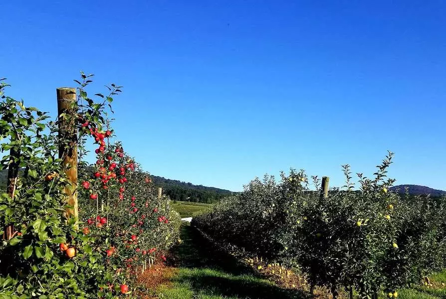 การเลือกแอปเปิ้ลที่ดีที่สุดในเวอร์จิเนีย: Apple Farms & Orchards เพื่อเยี่ยมชมใกล้ DC