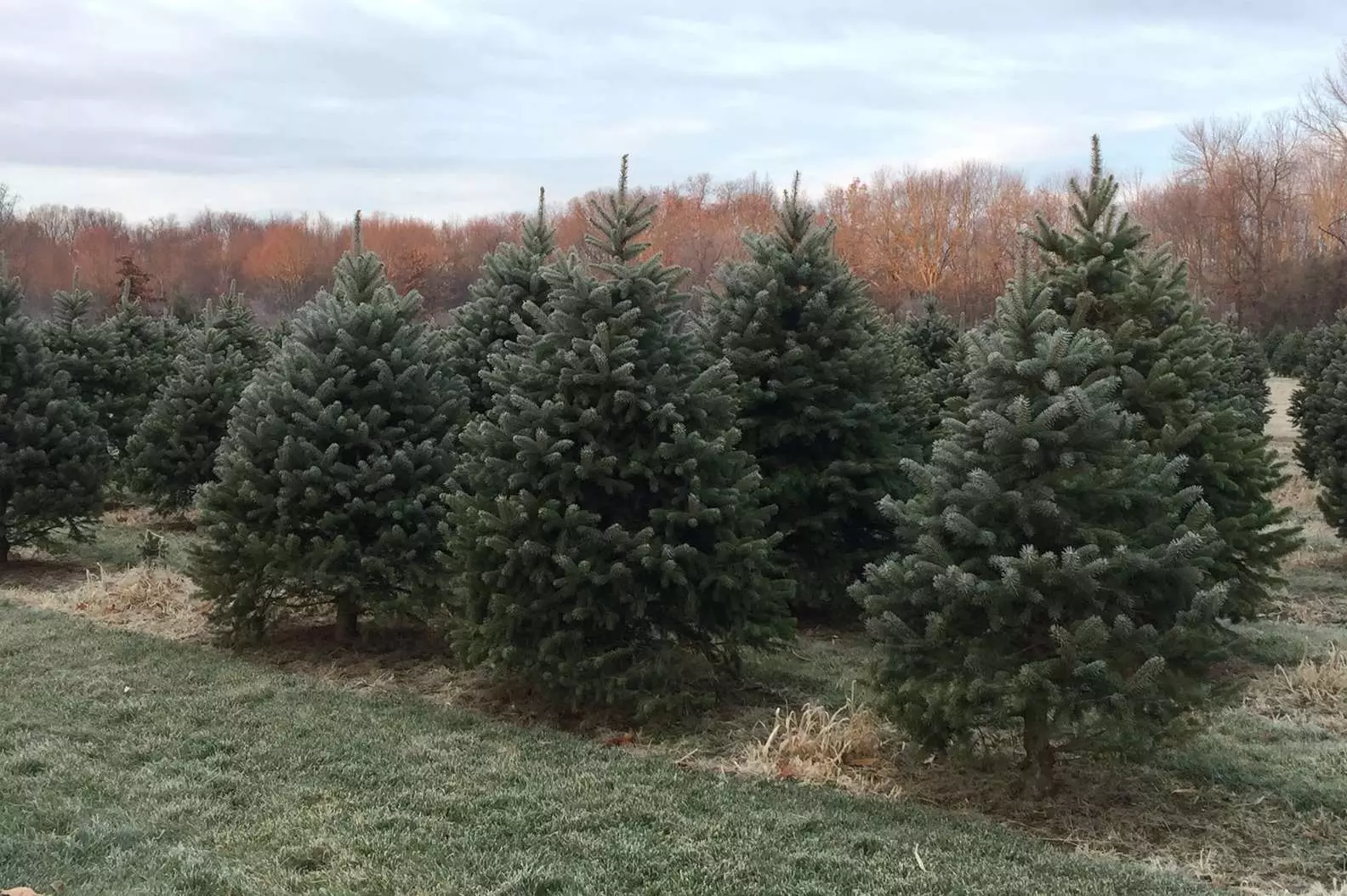 Beste juletrefarmer i nærheten av NYC: Hvor kan du få et tre i NJ, CT og mer 52023_1