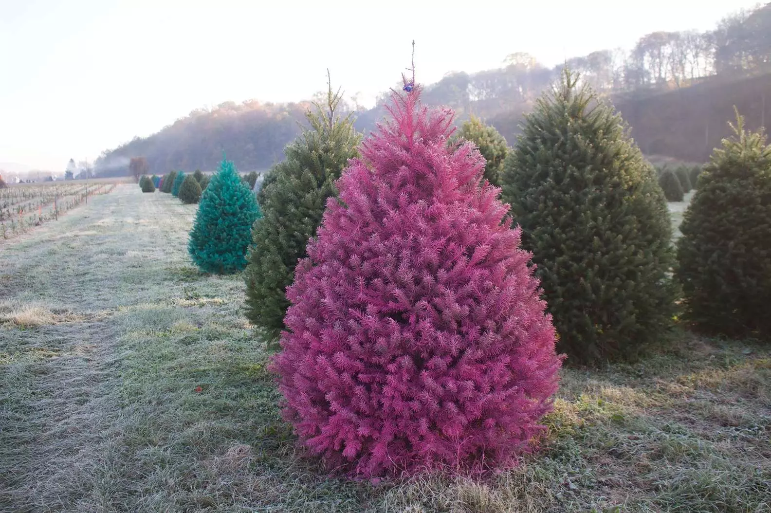 Meilleures fermes d'arbres de Noël près de New York: où obtenir un arbre dans le NJ, le CT et plus 52023_2