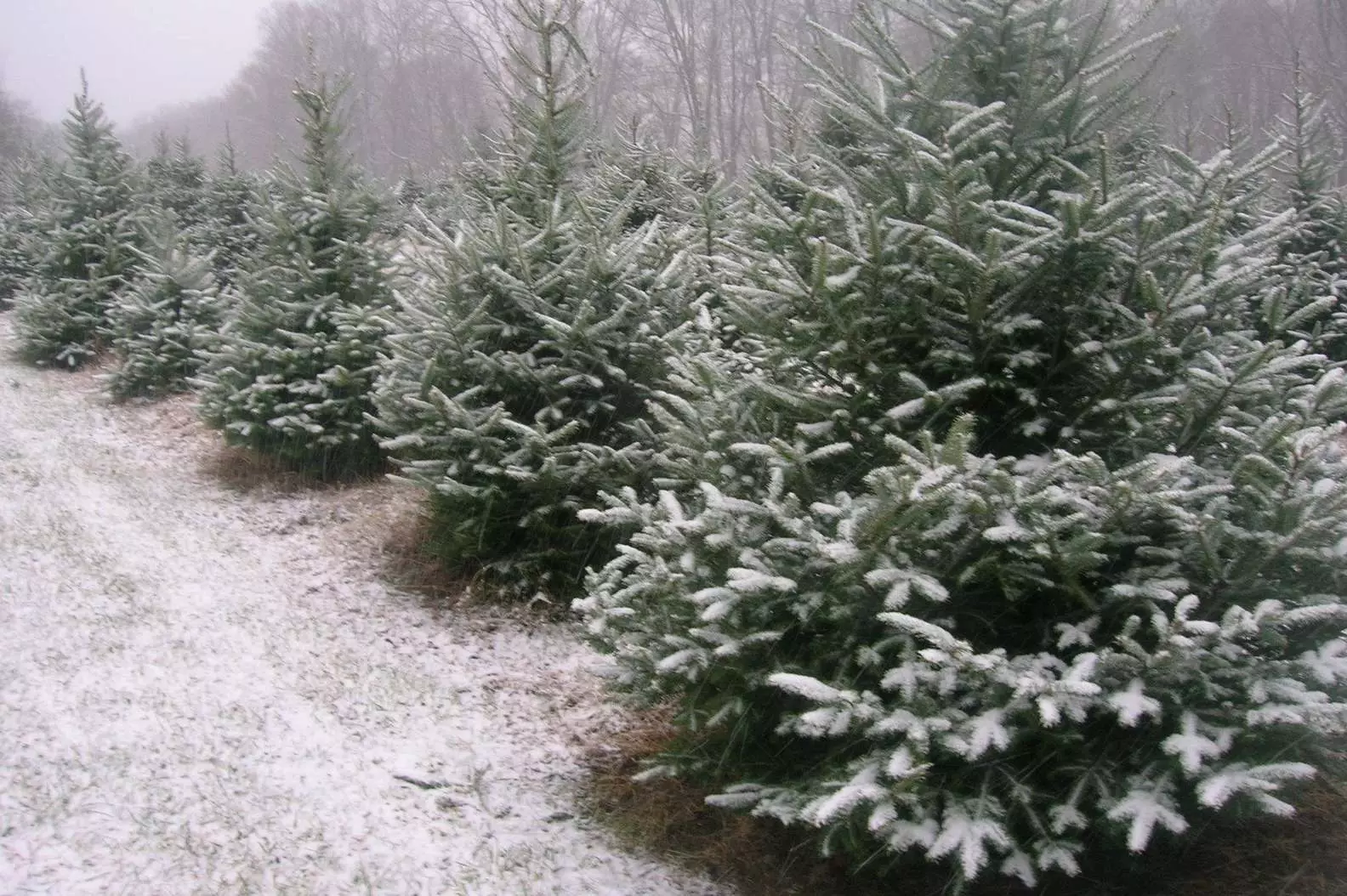 Beste juletrefarmer i nærheten av NYC: Hvor kan du få et tre i NJ, CT og mer 52023_3