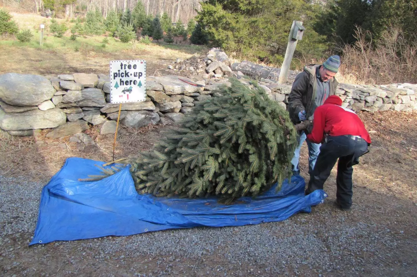 Meilleures fermes d'arbres de Noël près de New York: où obtenir un arbre dans le NJ, le CT et plus 52023_4