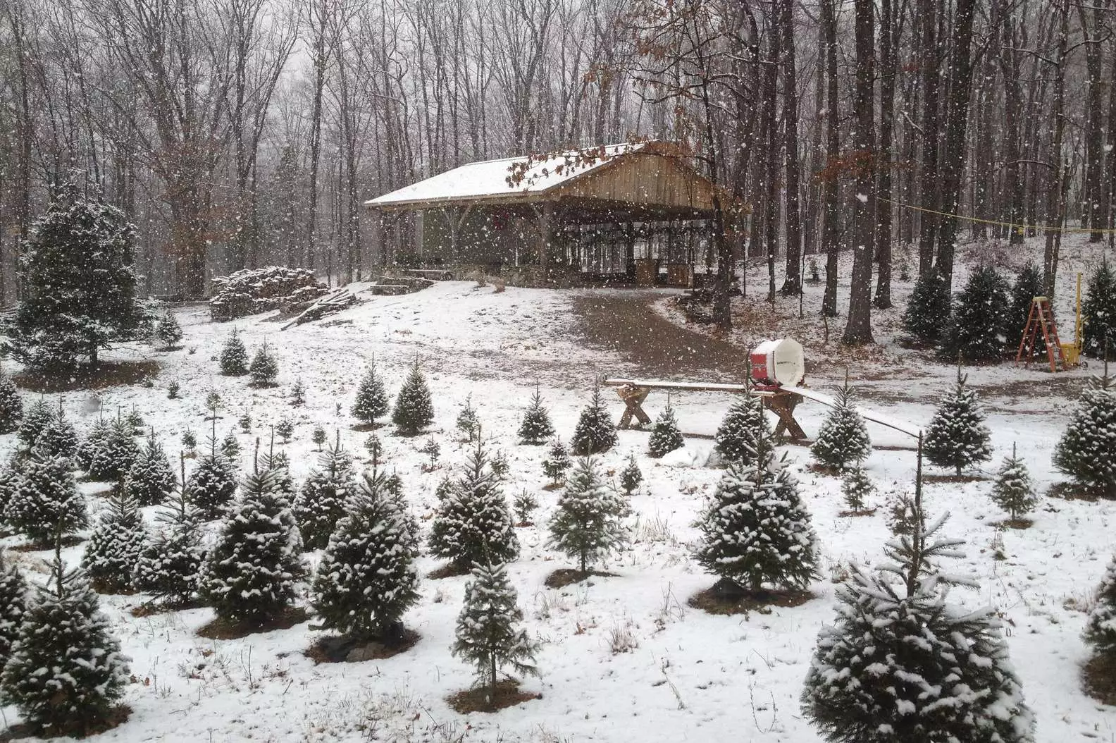 Meilleures fermes d'arbres de Noël près de New York: où obtenir un arbre dans le NJ, le CT et plus 52023_5