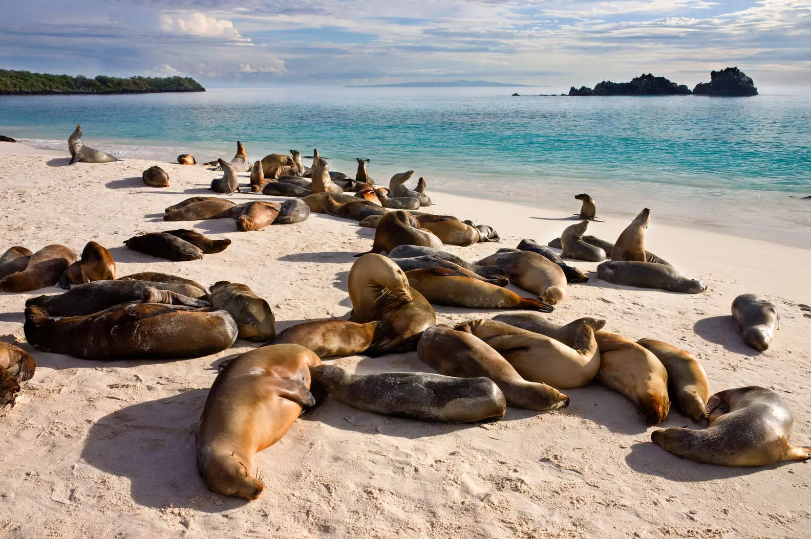 Galapagos ကျွန်းများတွင် လုပ်ဆောင်ရမည့်အရာများ- အဘယ်အရာဖွင့်ပြီး စူးစမ်းလေ့လာရမည့်နေရာ 859_5