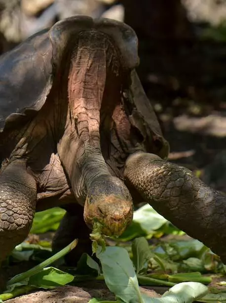 Galapagos Adaları'nda Yapılacak Şeyler: Neler Açık ve Nereleri Keşfetmeli 859_6