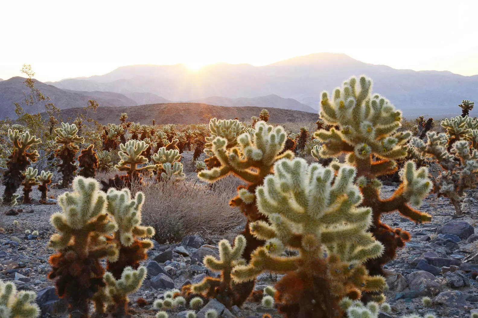 Joshua Tree Nasionale Park Reisgids: Kampeer, staptogte en doendinge 873_6