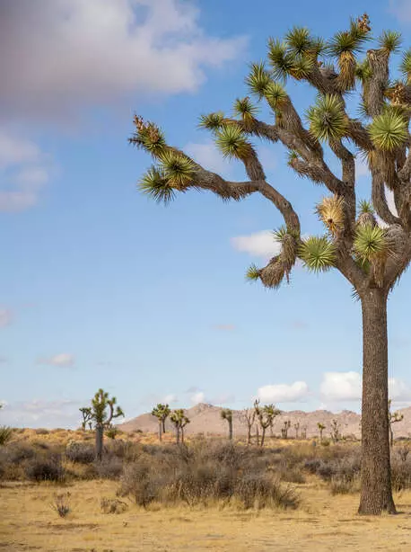 Joshua Tree တွင်နေရန်နေရာ- အကောင်းဆုံး Airbnbs နှင့် ညဘက်နေရန်နေရာများ 874_8