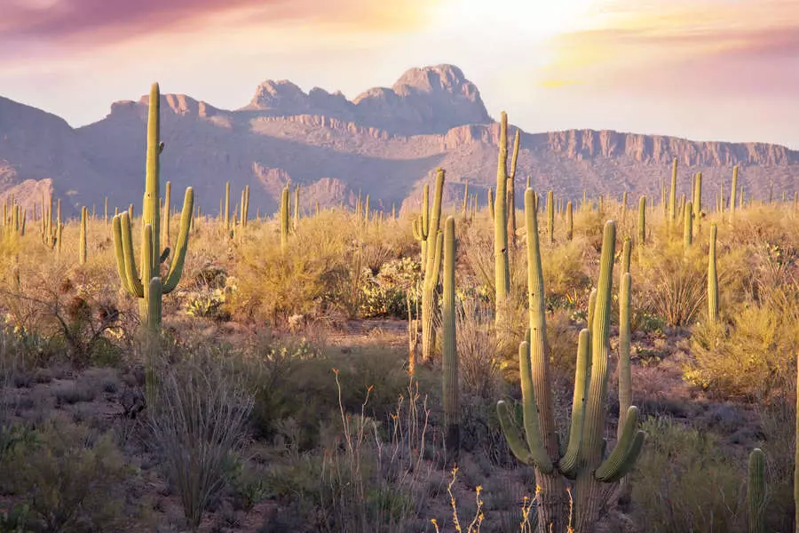 Vizita e Parkut Kombëtar Saguaro: Gjërat për të bërë në Tokën e Çudirave të Shkretëtirës