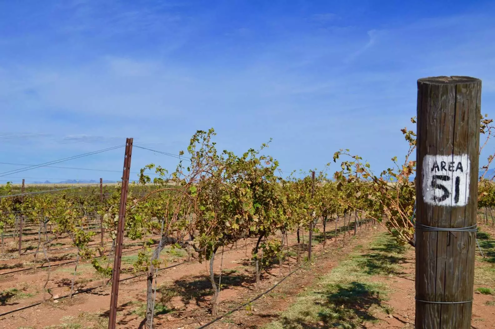 Sonoita AZ ወይን እርሻዎች፡ ስለ ደቡብ አሪዞና ወይን ሀገር ማወቅ ያለብዎት 9864_3